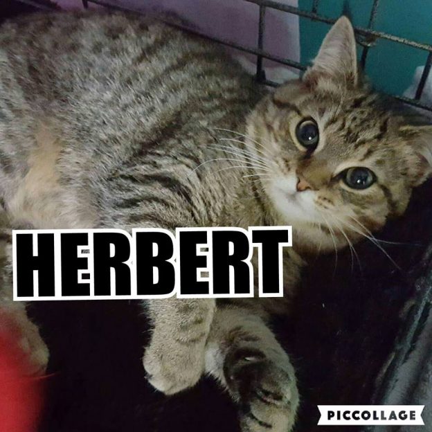Herbert - Heronbank Cat Rescue