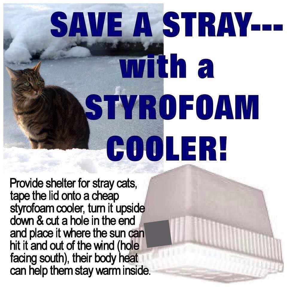 Save a Stray - Heronbank Cat Rescue