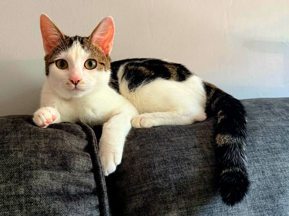 Bowser - Heronbank Cat Rescue